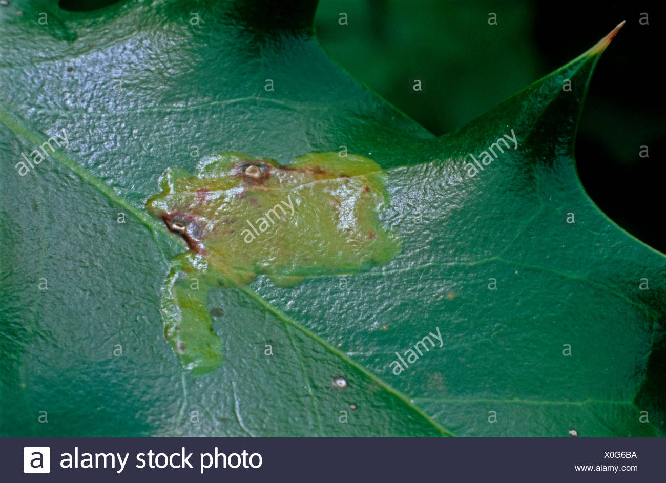 Holly Leaf Miner High Resolution Stock Photography and Images - Alamy