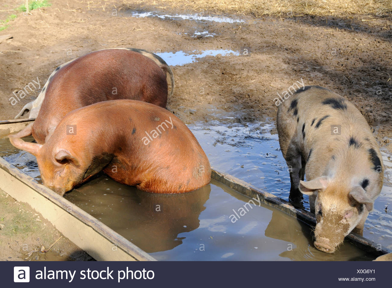 Animal Trough High Resolution Stock Photography and Images - Alamy