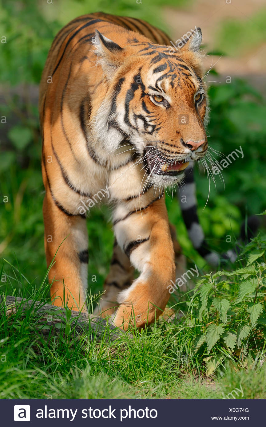 Tiger Full Body High Resolution Stock Photography and Images - Alamy