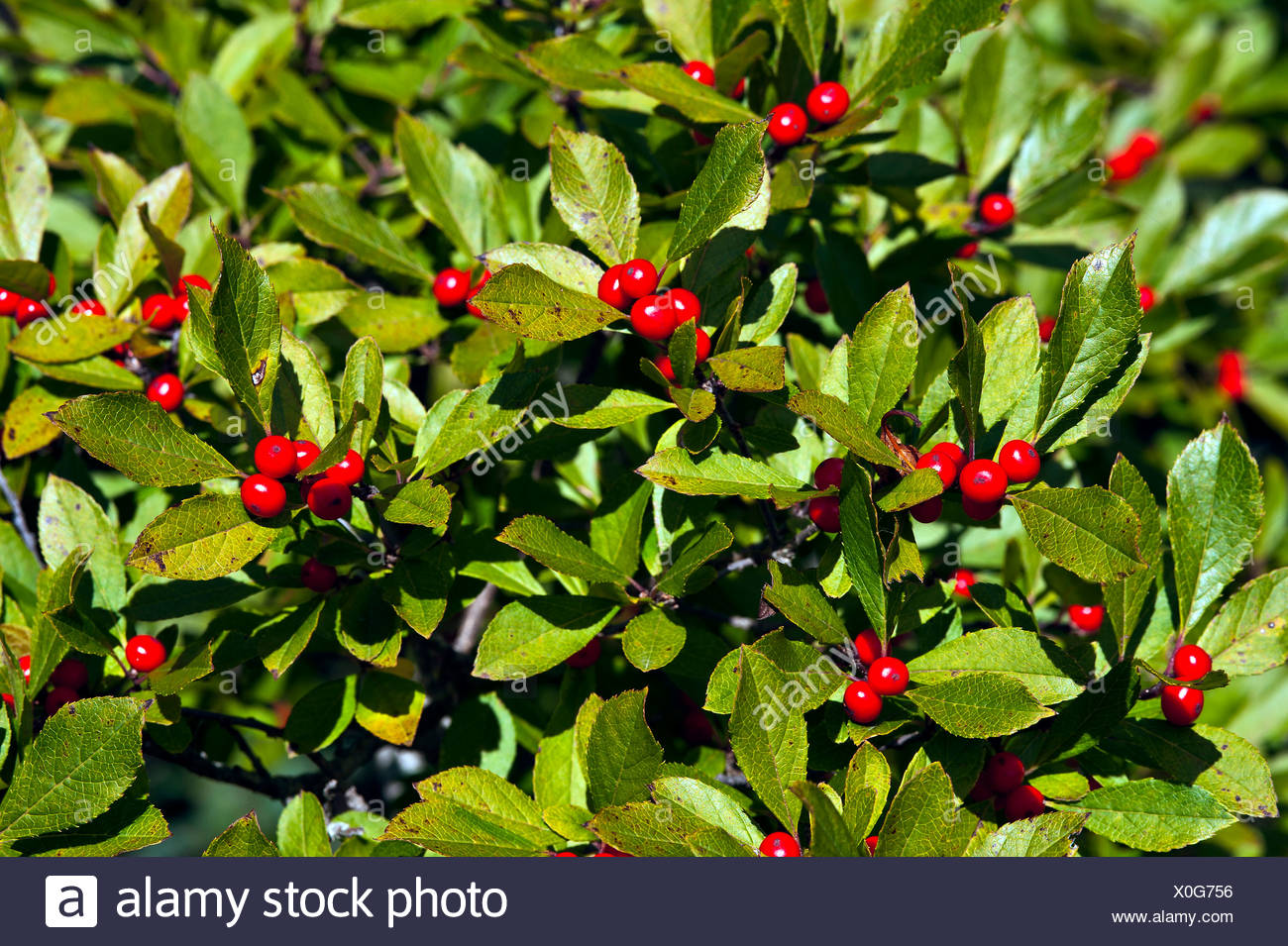 Wild Berry Bush High Resolution Stock Photography and Images - Alamy