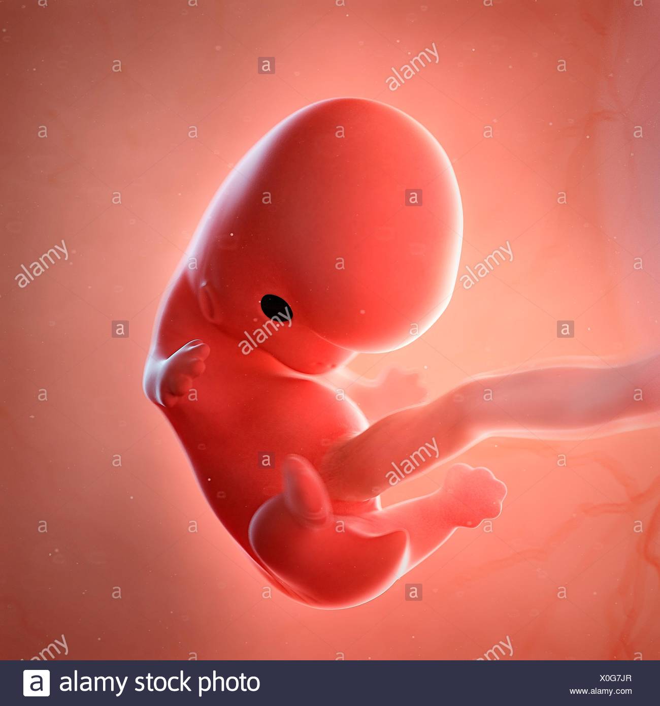 Foetus At 8 Weeks Stock Photos & Foetus At 8 Weeks Stock Images - Alamy