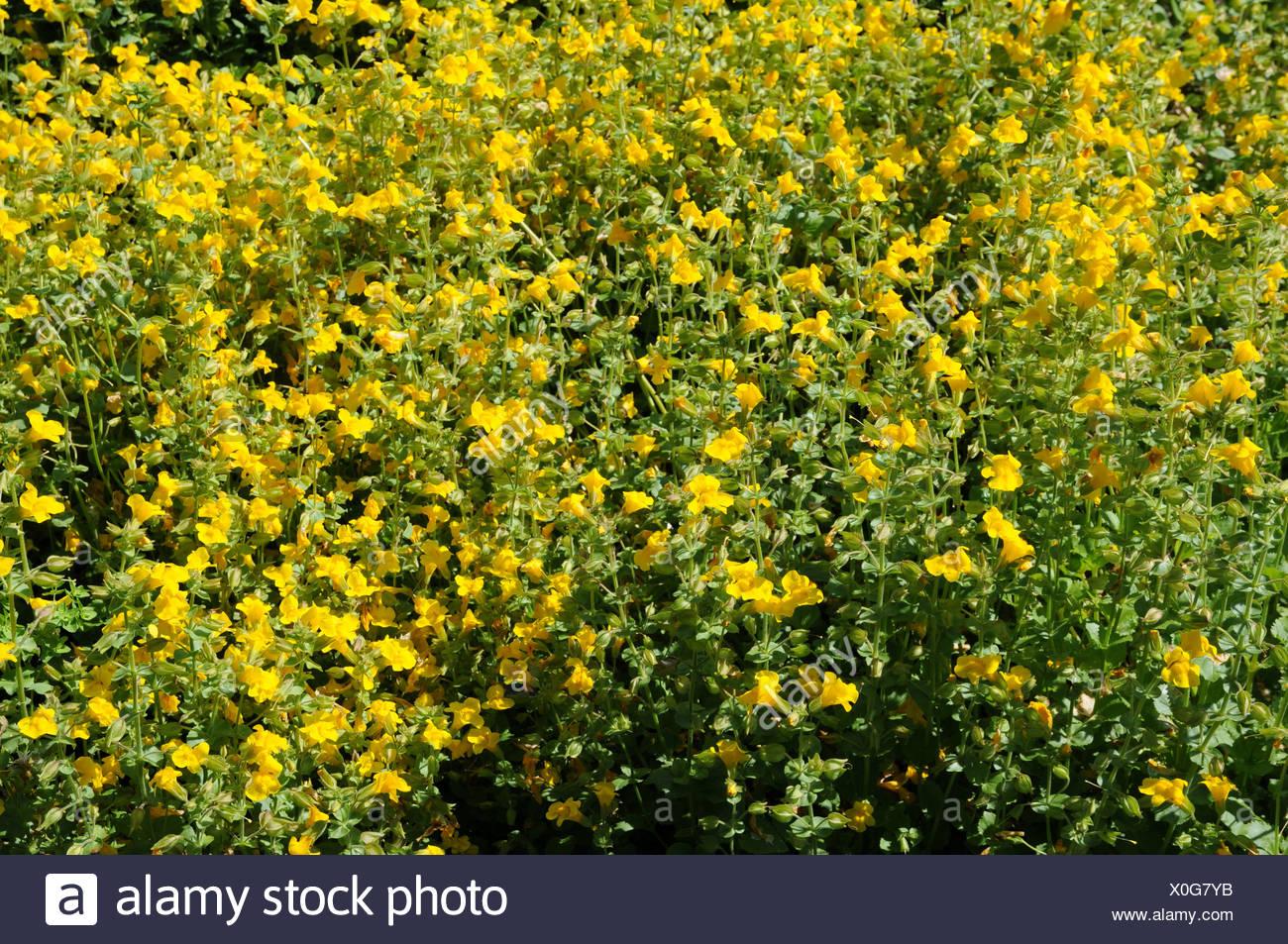 Mimulus Flowers High Resolution Stock Photography and Images - Alamy