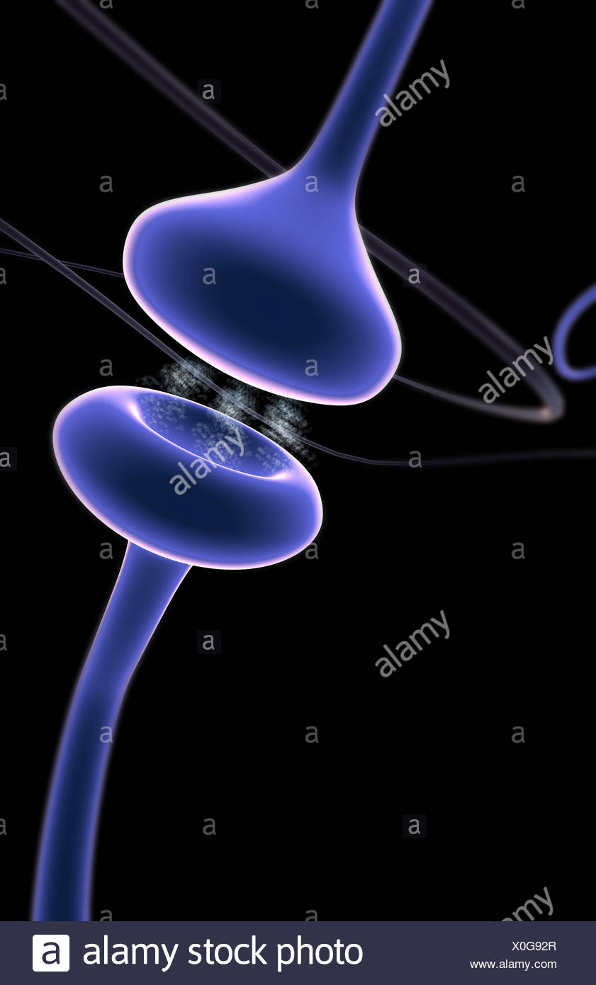 Synapse Stock Photos & Synapse Stock Images - Alamy