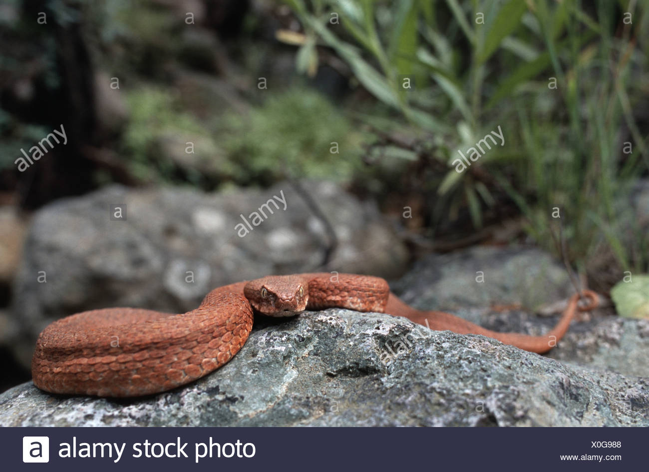 Vipers On The Greek Islands High Resolution Stock Photography and ...