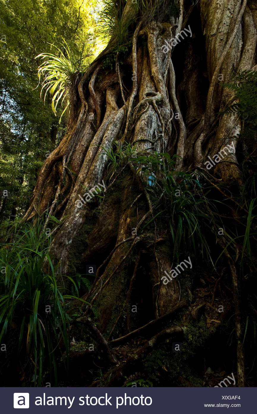 Kauri High Resolution Stock Photography and Images - Alamy