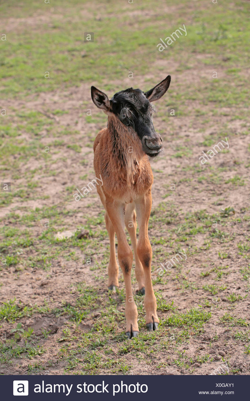 Baby Wildebeest Tanzania High Resolution Stock Photography and Images ...