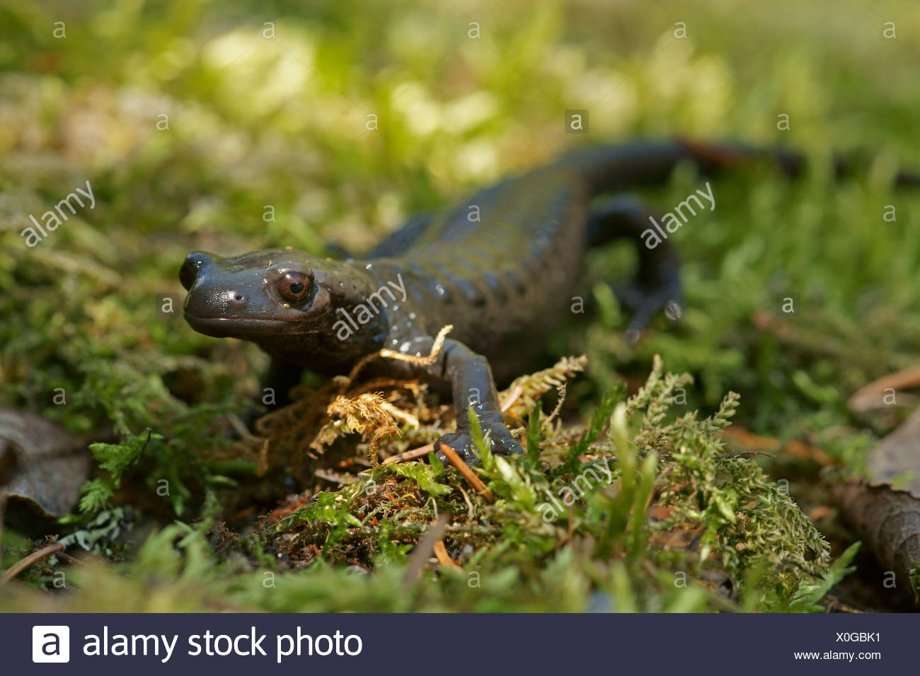 Alpine Salamanders High Resolution Stock Photography and Images - Alamy