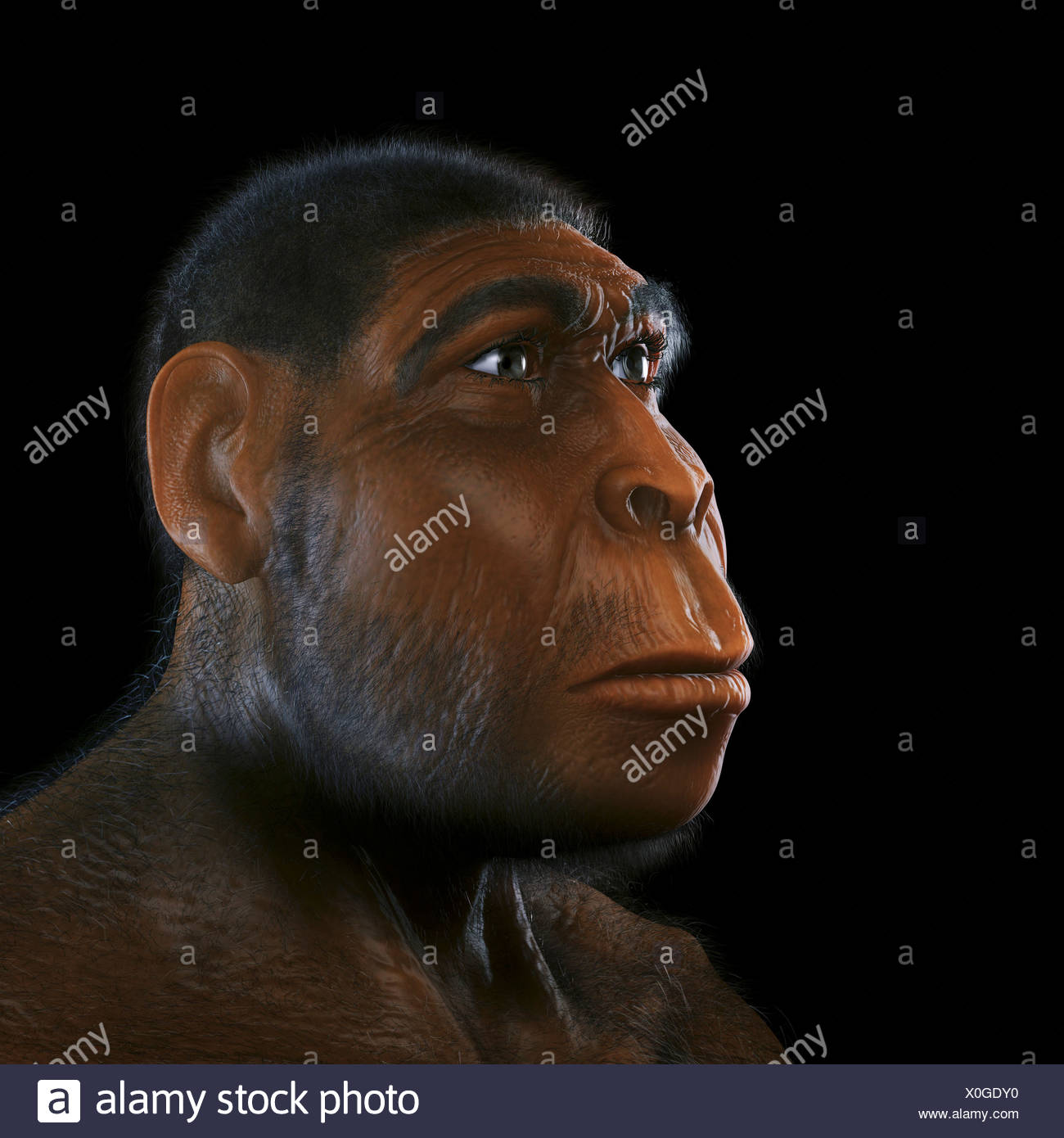 Homo Erectus Stock Photos & Homo Erectus Stock Images - Page 2 - Alamy