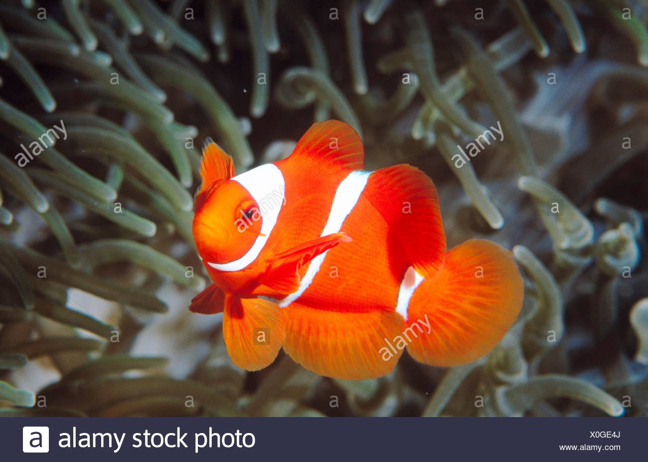 Amphiprion Biaculeatus High Resolution Stock Photography and Images - Alamy