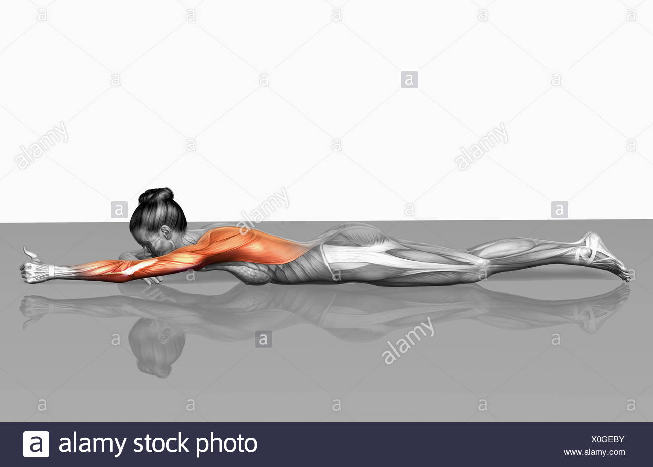 Anconeus Muscle High Resolution Stock Photography and Images - Alamy