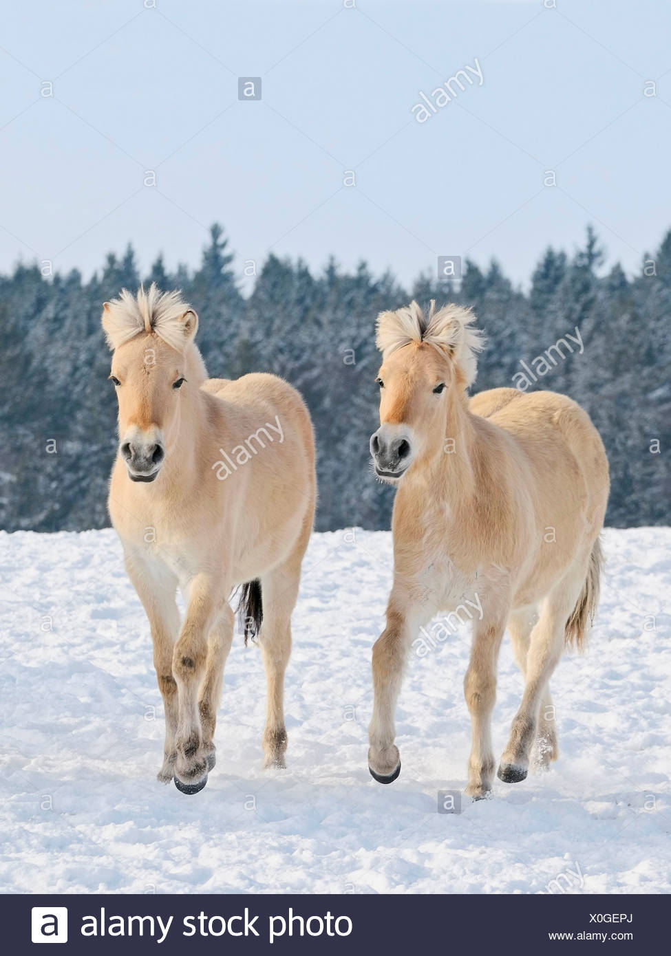 Fjord Pony High Resolution Stock Photography and Images - Alamy