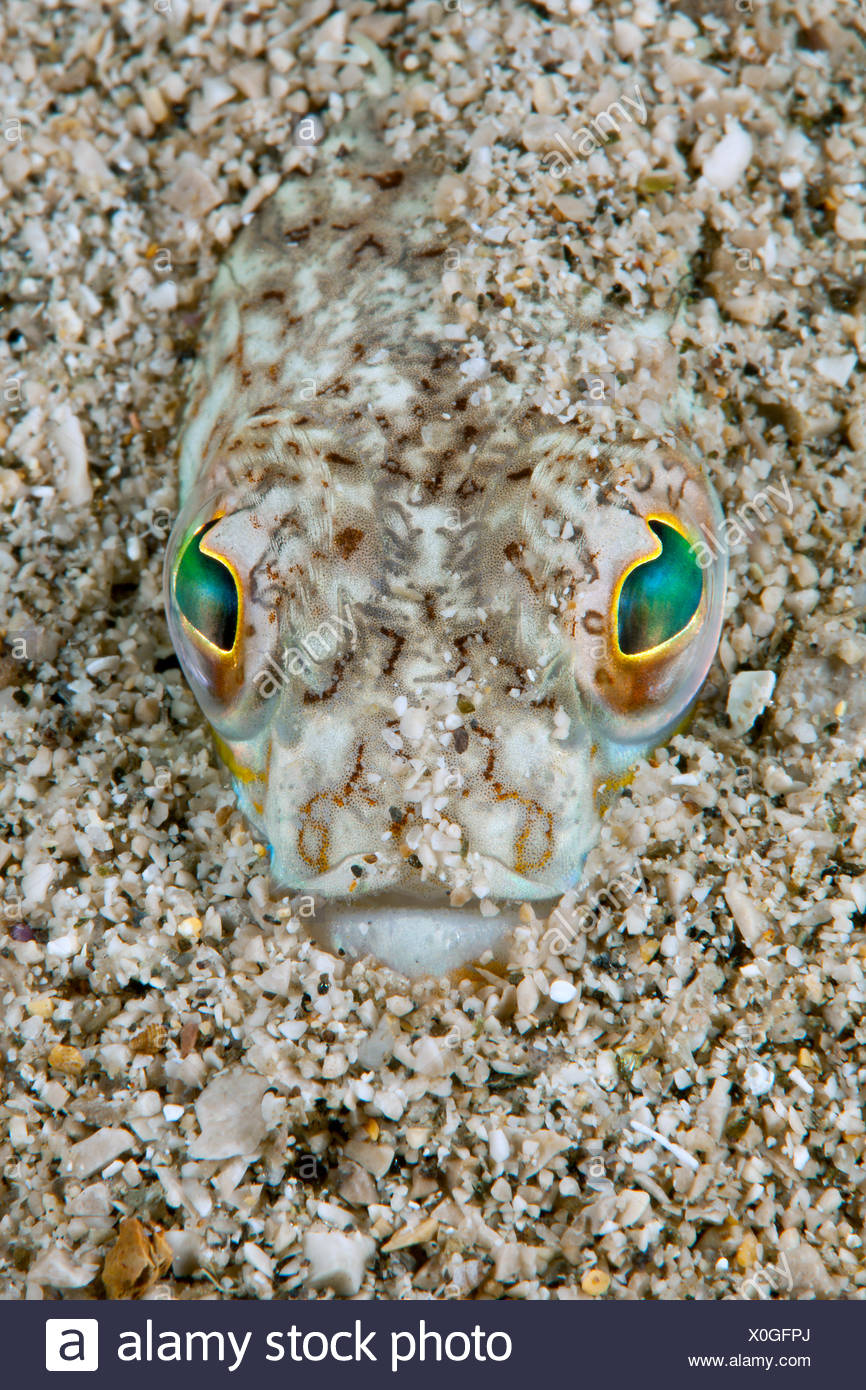 Weaver Fish High Resolution Stock Photography and Images - Alamy