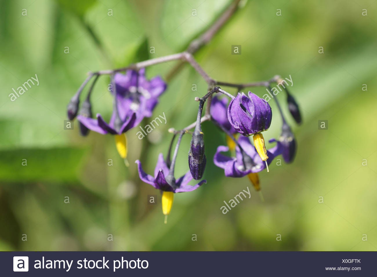 Bittersweet Stock Photos & Bittersweet Stock Images - Alamy