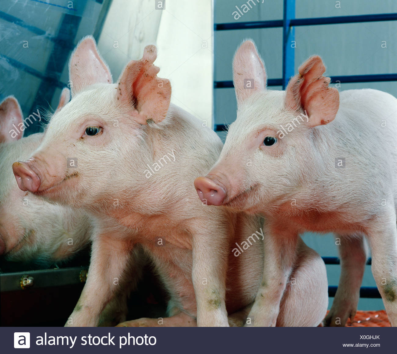 Crossbred Pigs High Resolution Stock Photography and Images - Alamy