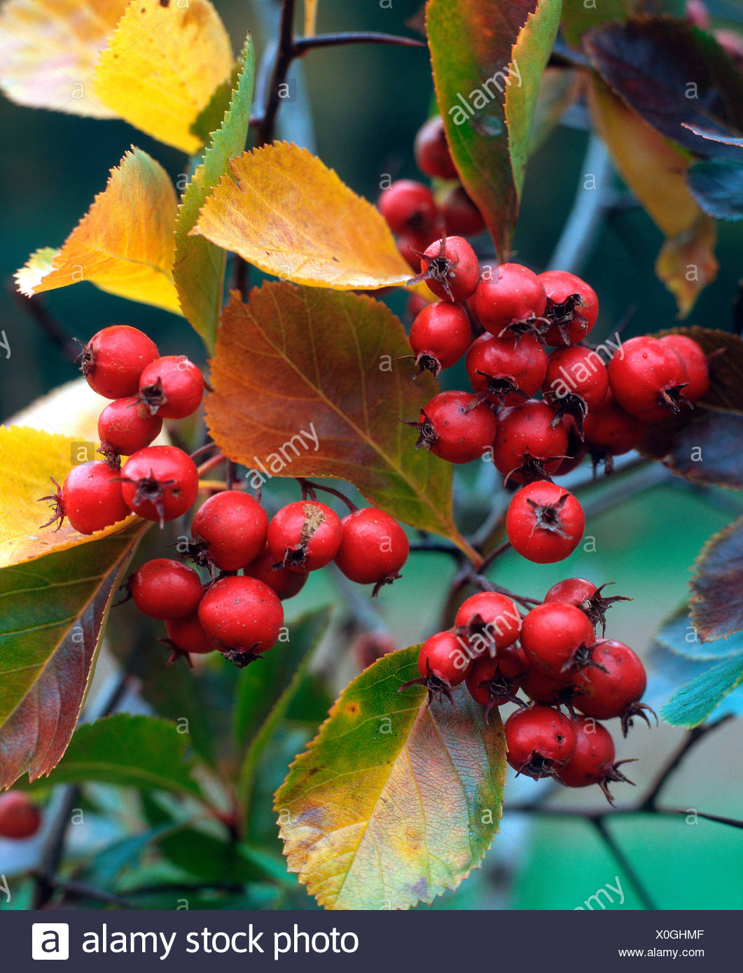 Cockspur Hawthorn Crataegus Crus Galli High Resolution Stock ...