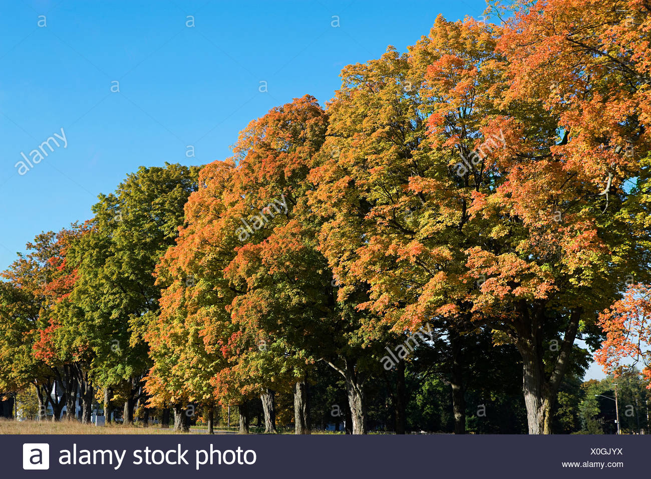 Row Of Trees Stock Photos & Row Of Trees Stock Images - Alamy