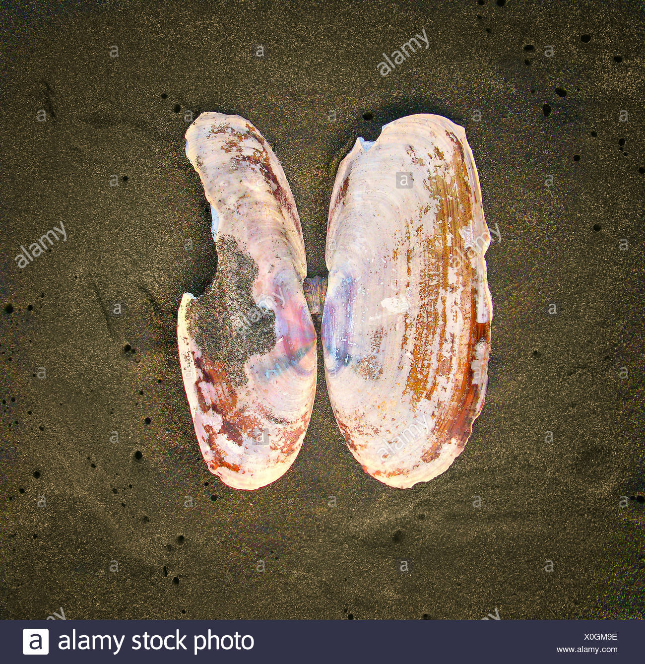 Open Clam High Resolution Stock Photography and Images - Alamy