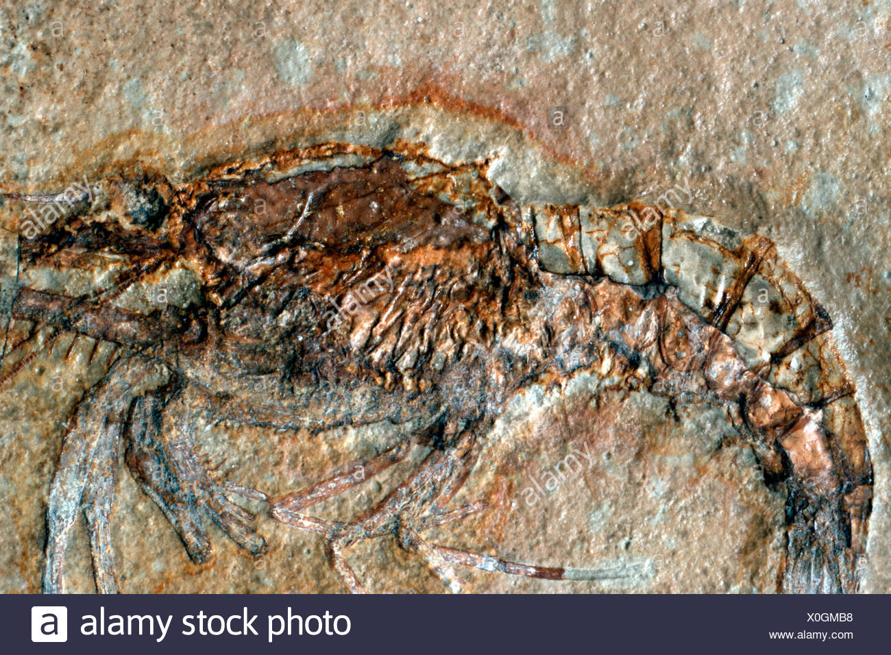 Aeger Tipularis High Resolution Stock Photography and Images - Alamy