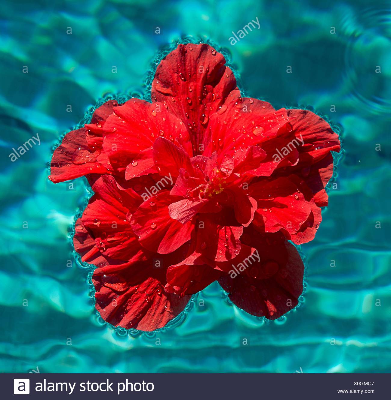 Flower Floating High Resolution Stock Photography and Images - Alamy
