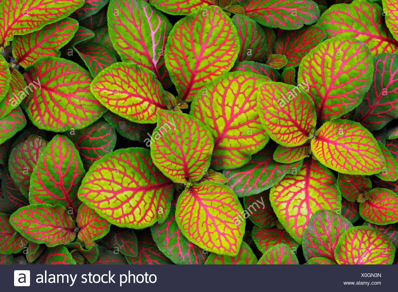 Fittonia Albivenis Stock Photos & Fittonia Albivenis Stock Images - Alamy