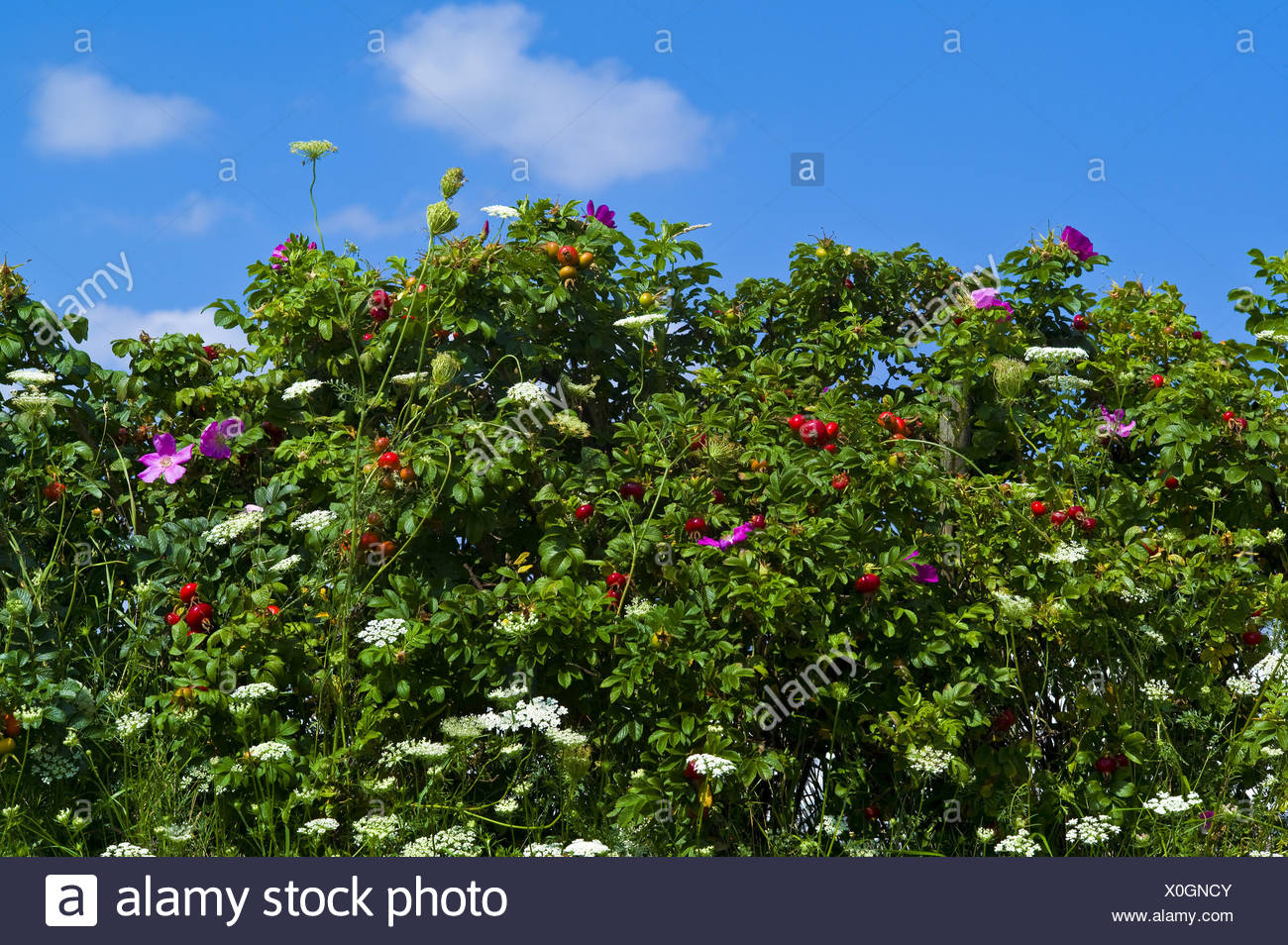 Rugosa Rose Hedge High Resolution Stock Photography and Images - Alamy