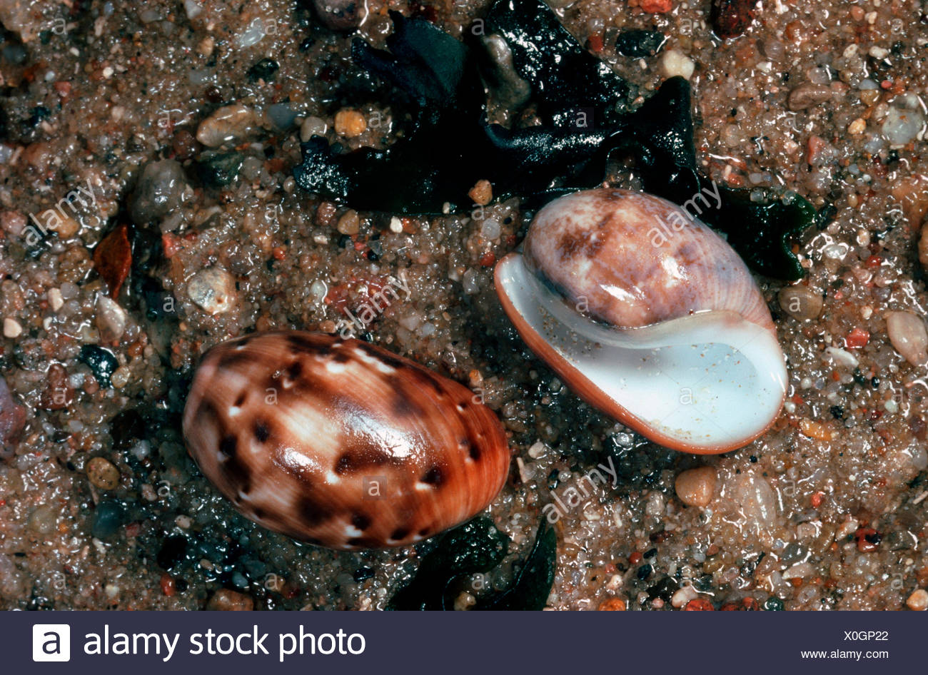 Bulla Orientalis High Resolution Stock Photography and Images - Alamy