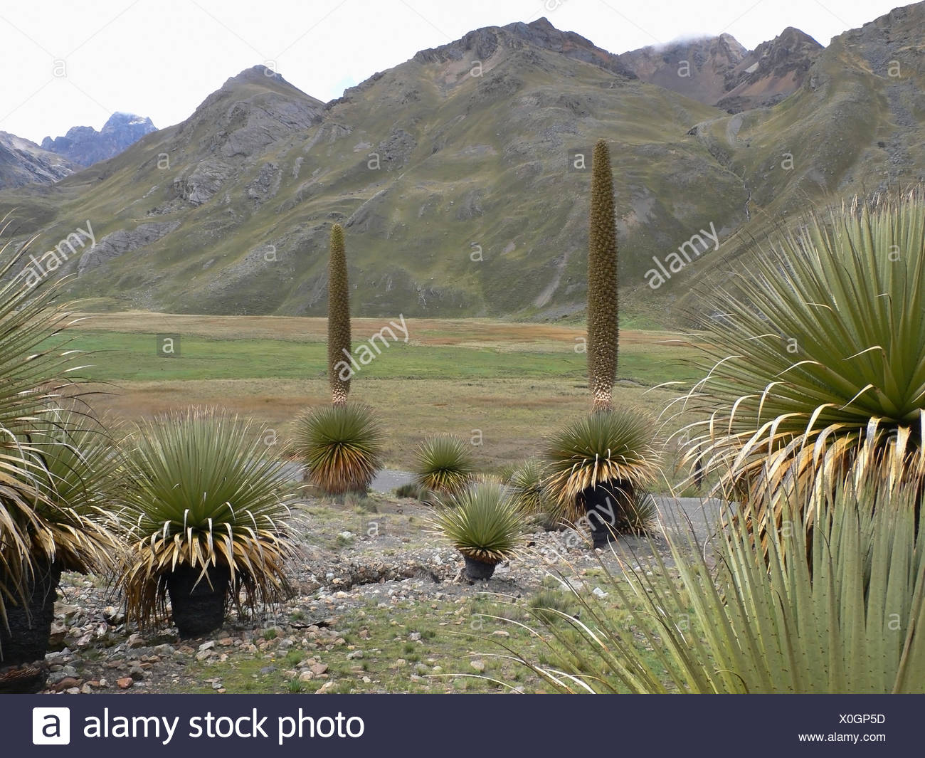 Puya Raimondii High Resolution Stock Photography and Images - Alamy