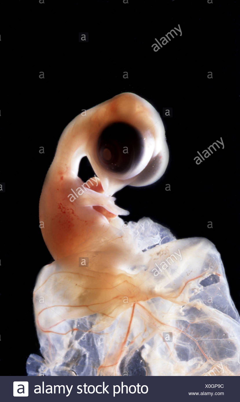 Chick Embryo High Resolution Stock Photography and Images - Alamy