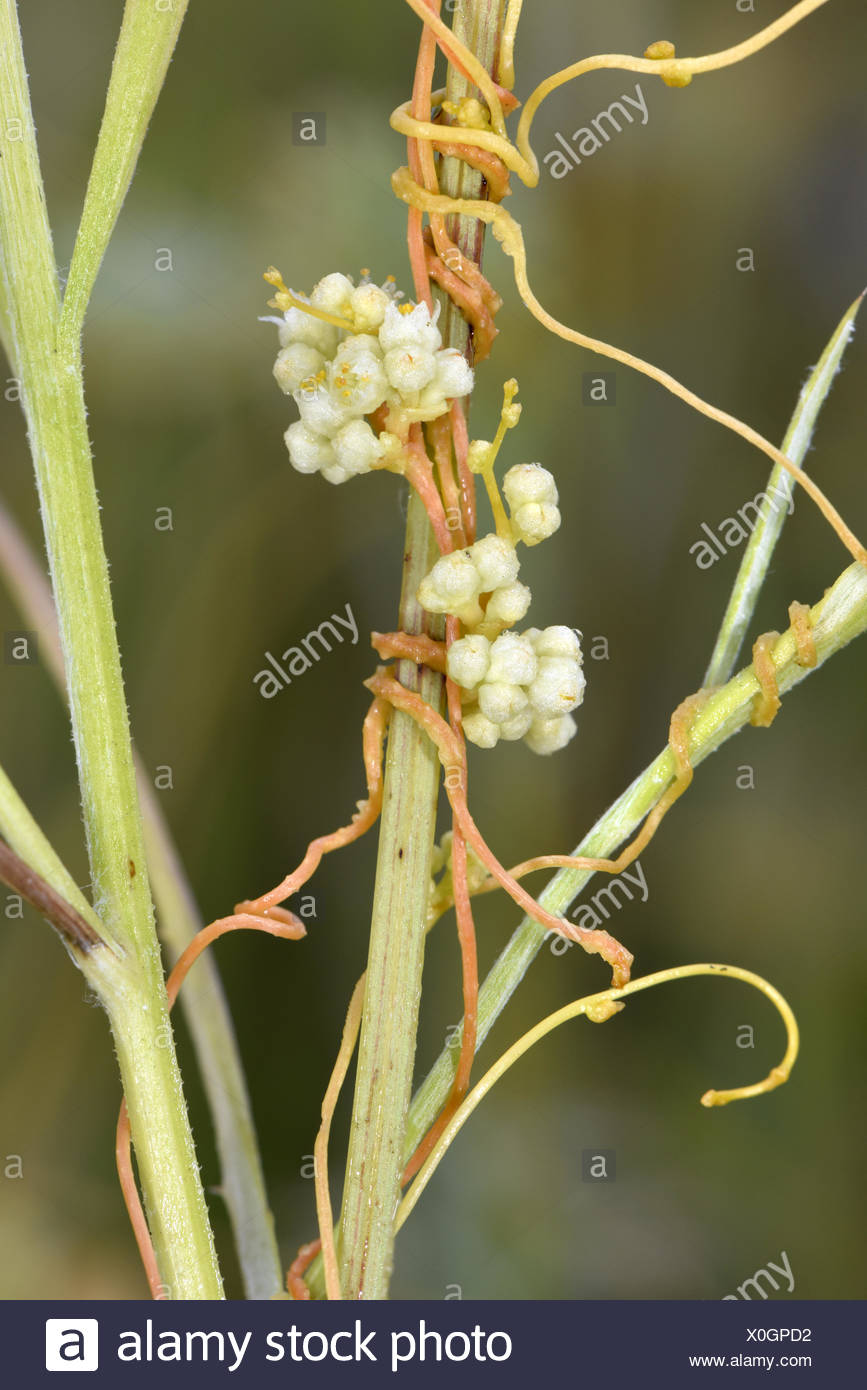 Dodder High Resolution Stock Photography and Images - Alamy