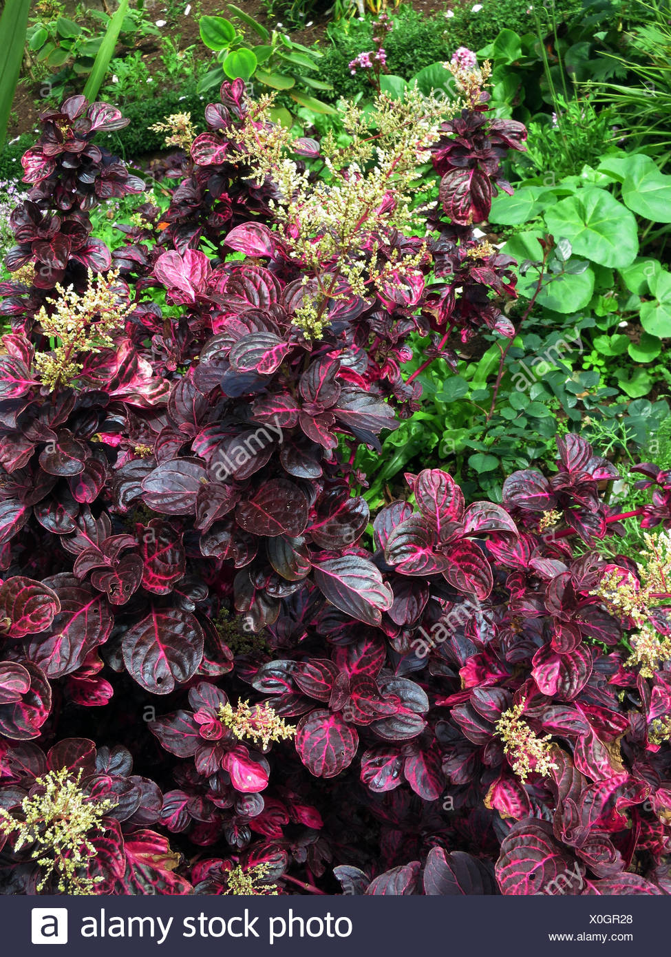 Iresine Stock Photos & Iresine Stock Images - Alamy