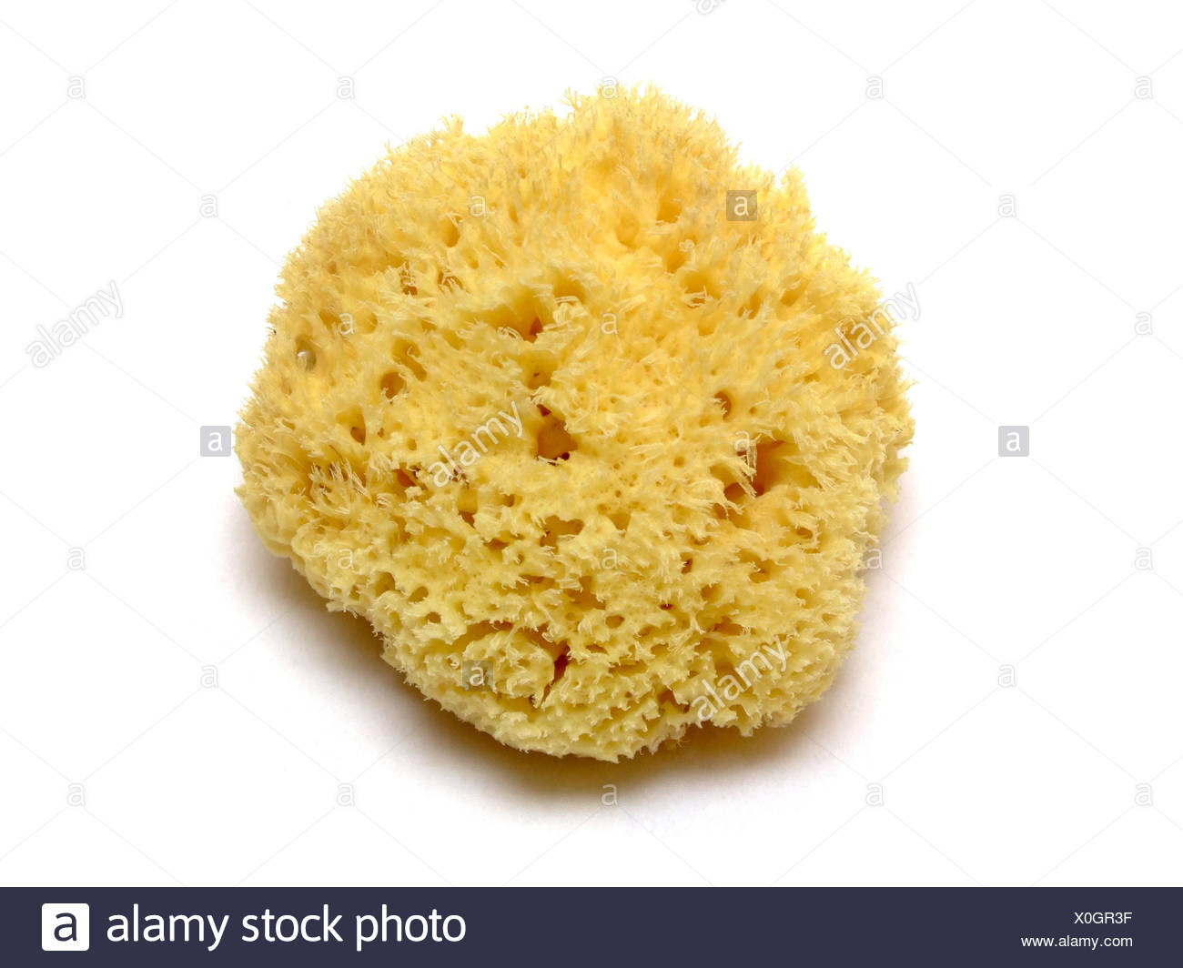 Spongia Officinalis High Resolution Stock Photography and Images - Alamy