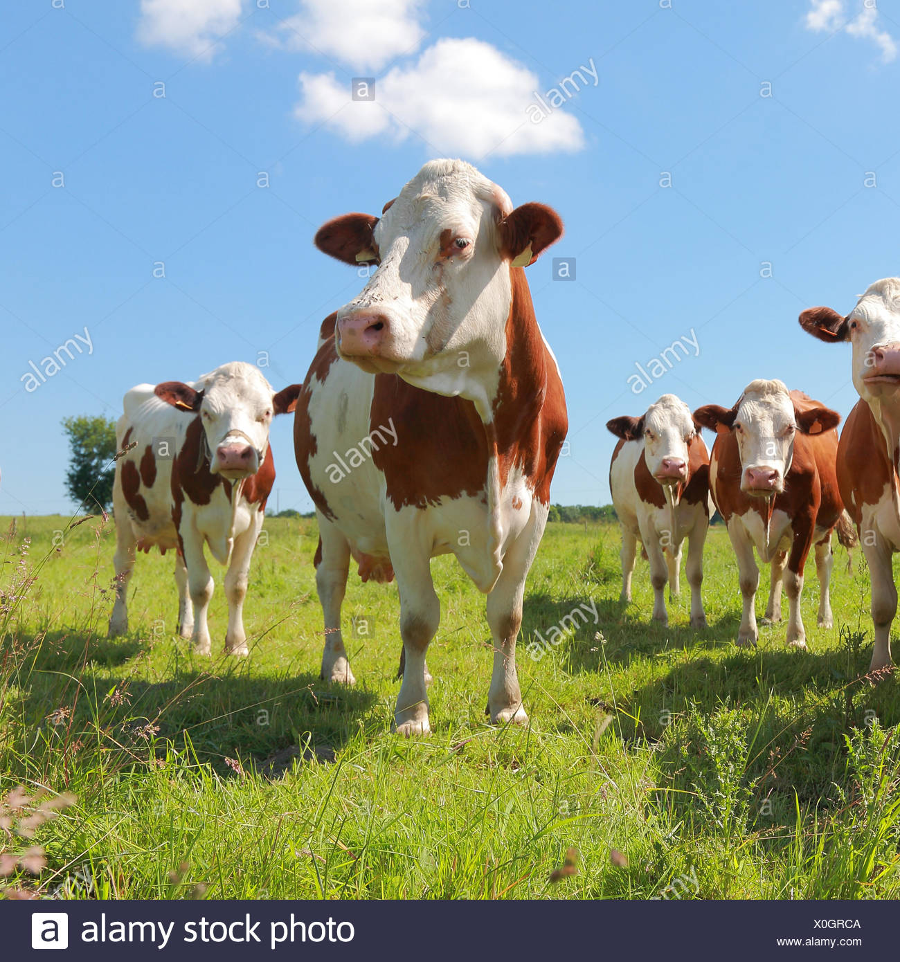 Montbeliarde Cattle Stock Photos & Montbeliarde Cattle Stock Images - Alamy