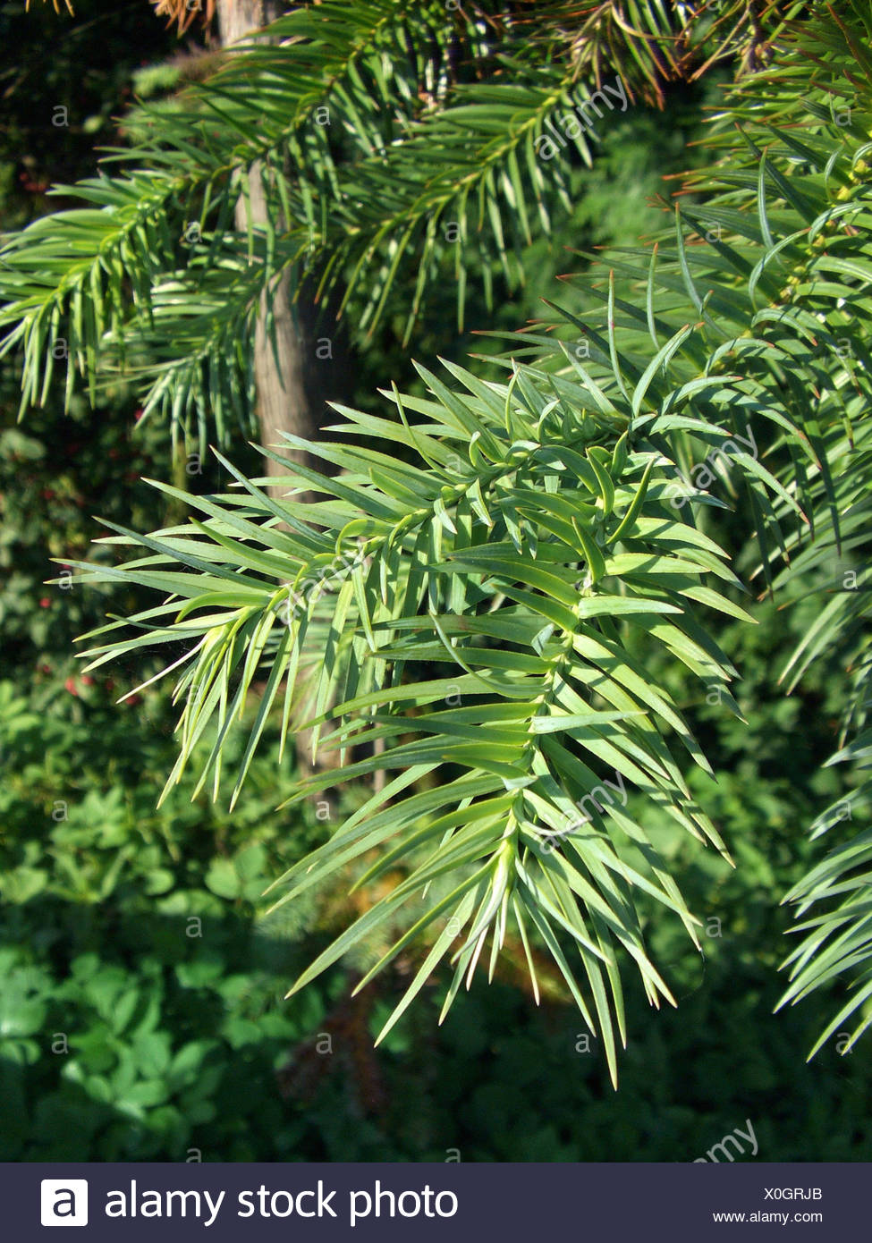 Chinese Fir Cunninghamia Lanceolata High Resolution Stock Photography ...