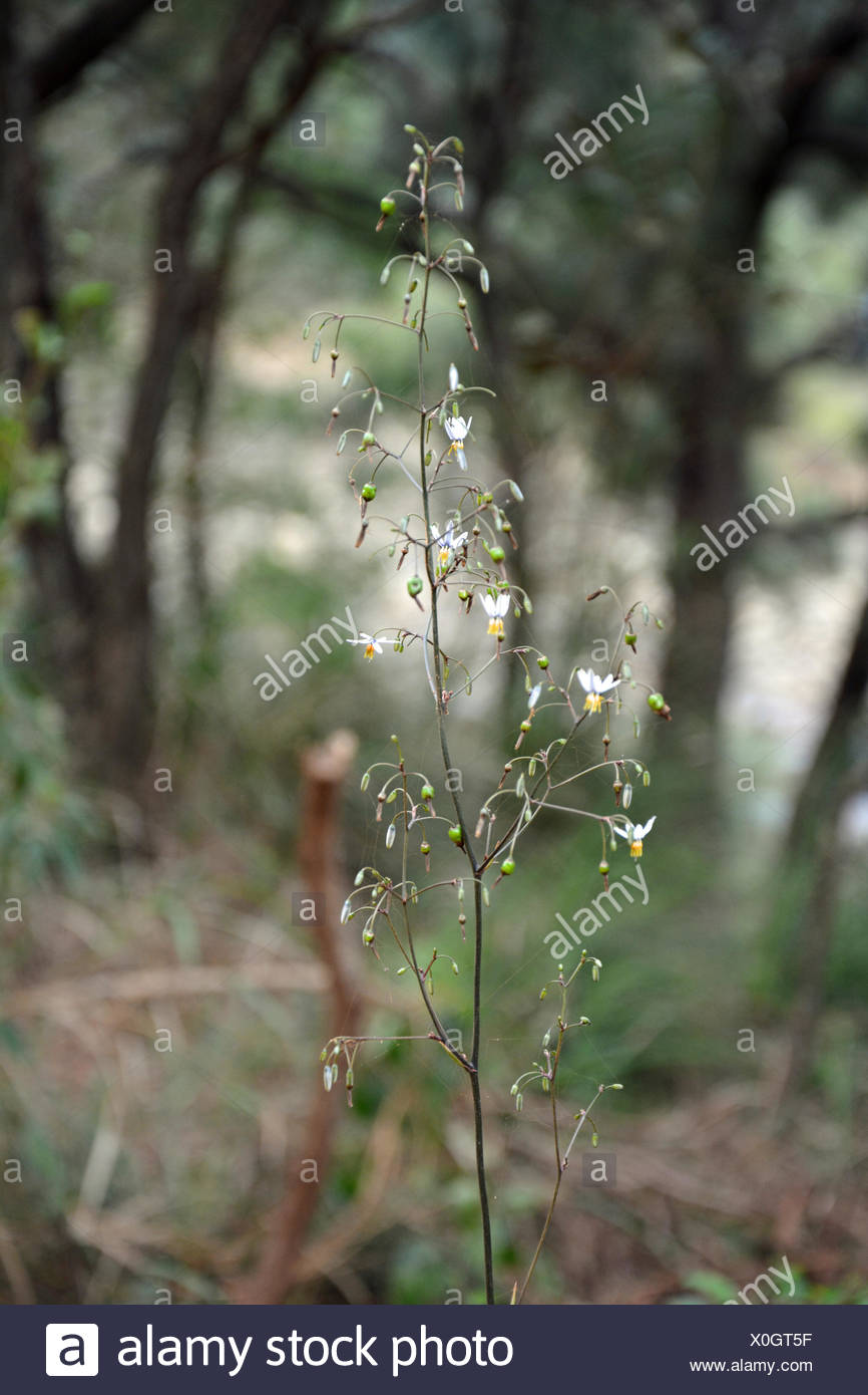 Dianella Flower High Resolution Stock Photography and Images - Alamy