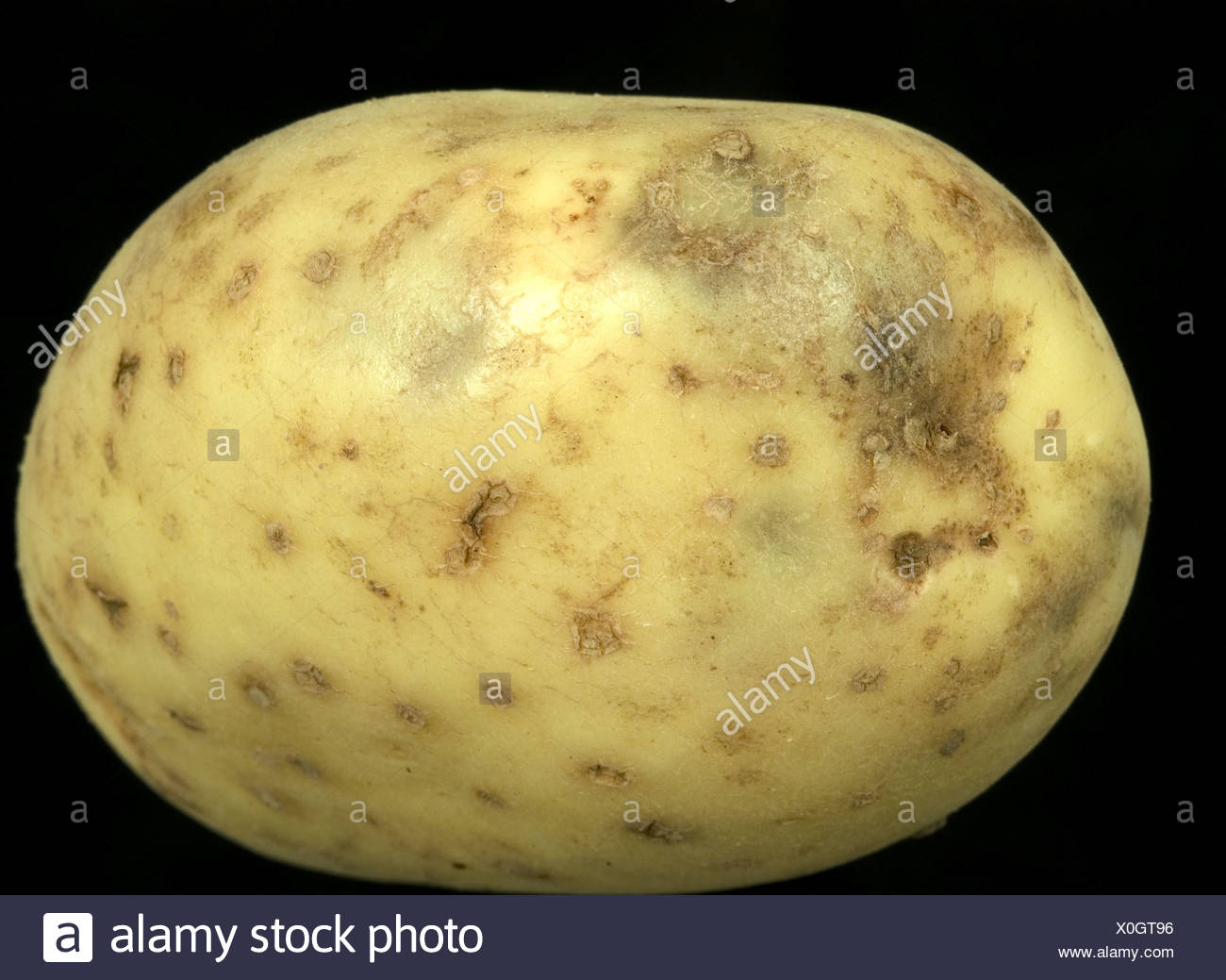 Blemish High Resolution Stock Photography and Images - Alamy