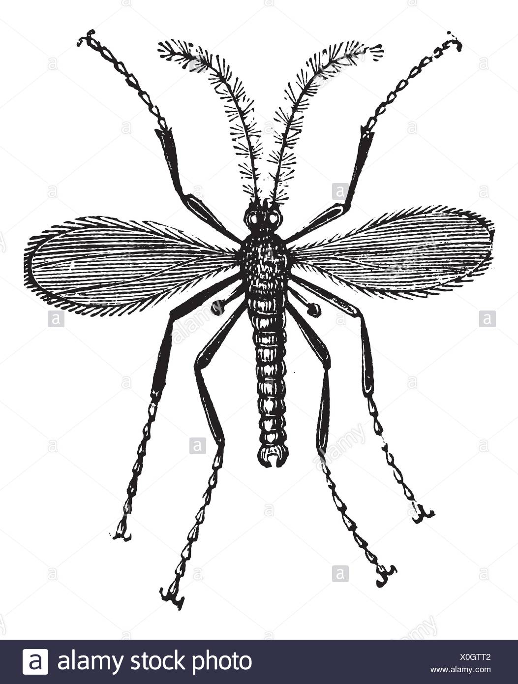 Black Gnat Entomology High Resolution Stock Photography and Images - Alamy