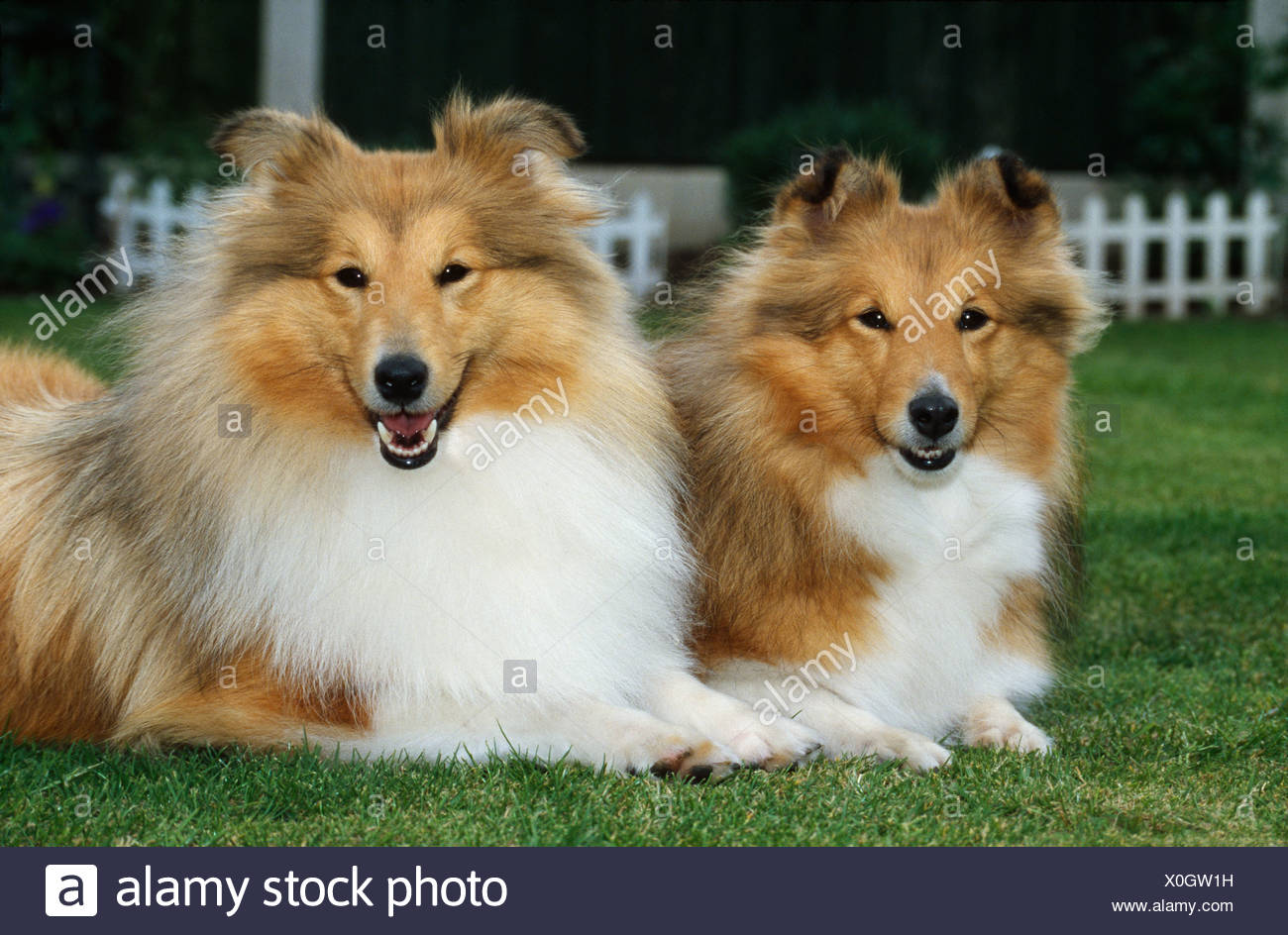 Smiling Shetland Sheepdog High Resolution Stock Photography and Images ...
