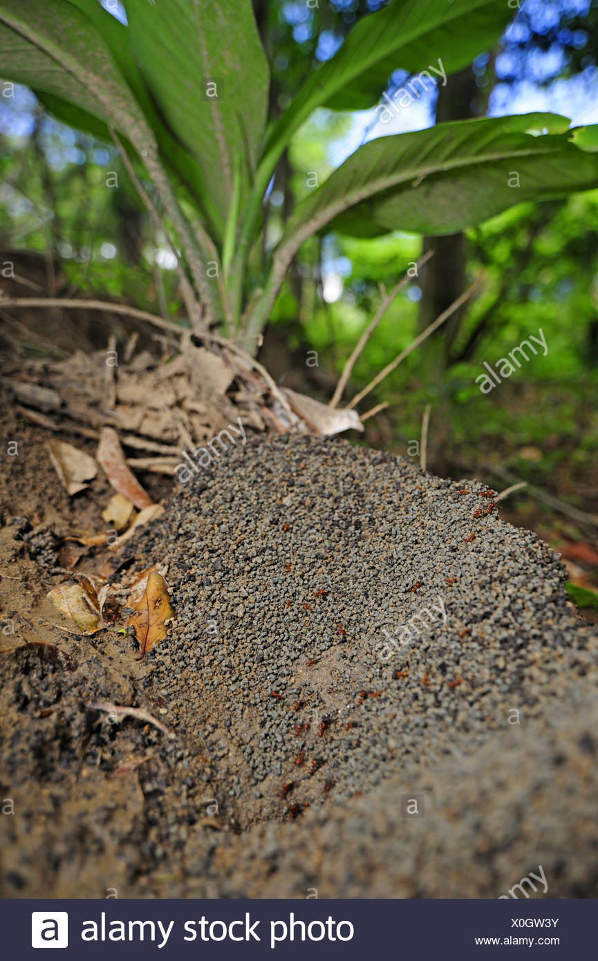 American Rainforest Insects High Resolution Stock Photography and ...