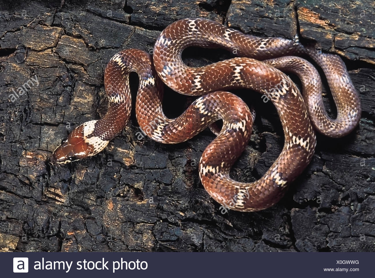 Lycodon Aulicus Stock Photos & Lycodon Aulicus Stock Images - Alamy