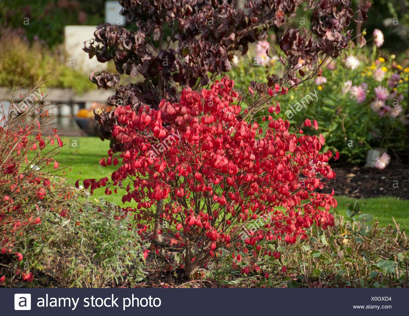 Euonymus Alatus 'compactus High Resolution Stock Photography and Images ...