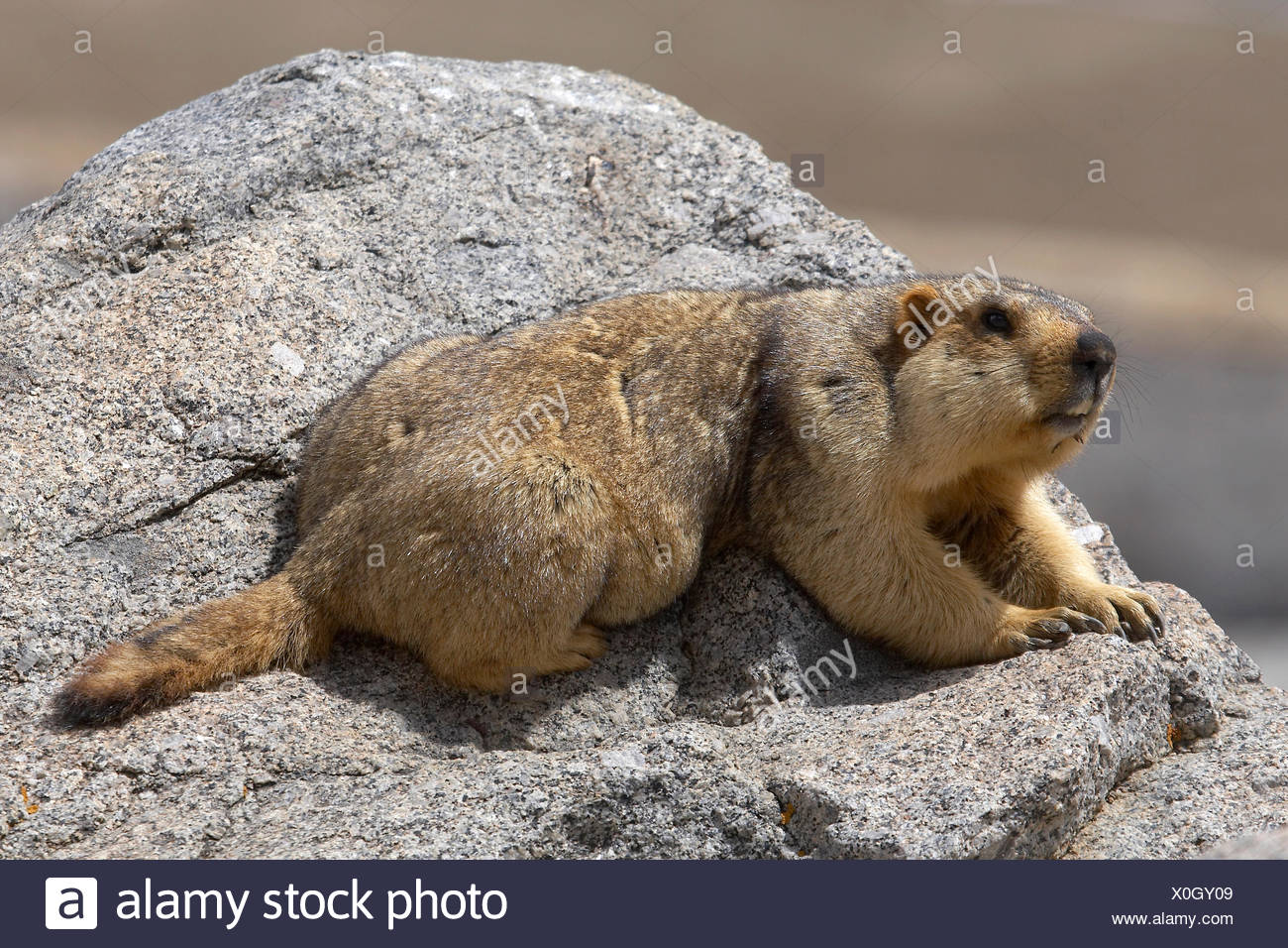 Bobak Stock Photos & Bobak Stock Images - Alamy