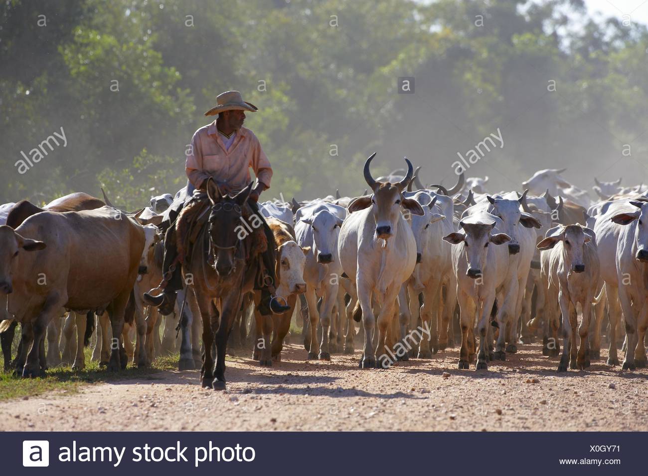 Cowboys Cattle High Resolution Stock Photography and Images - Alamy