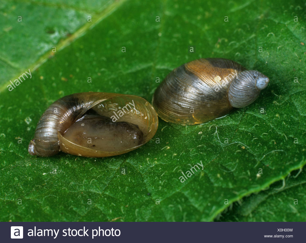 Snails Pest High Resolution Stock Photography and Images - Alamy