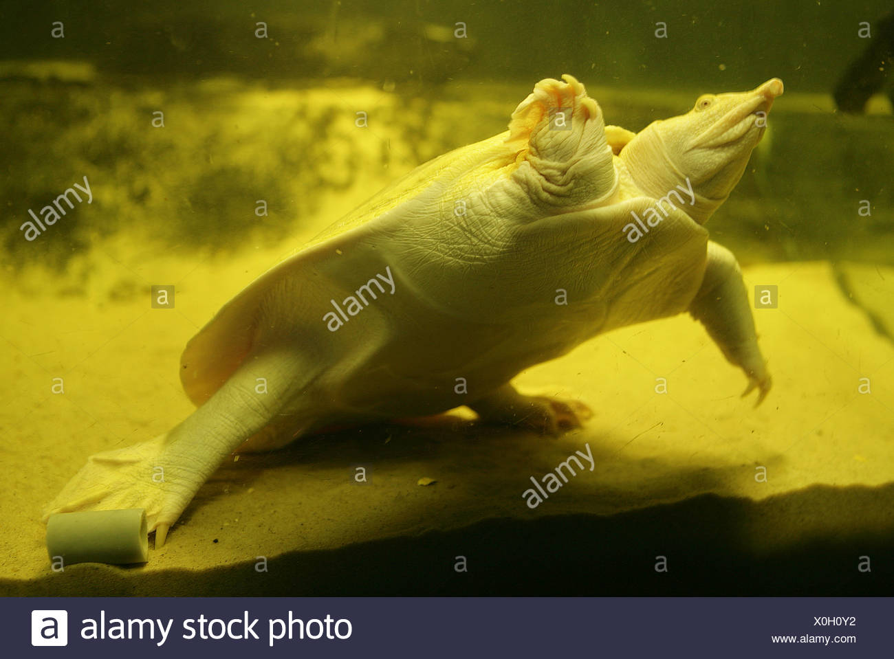 Soft Shelled Turtle High Resolution Stock Photography and Images - Alamy