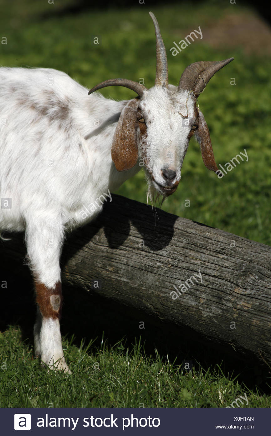 Four Horn Goat Stock Photos & Four Horn Goat Stock Images - Alamy