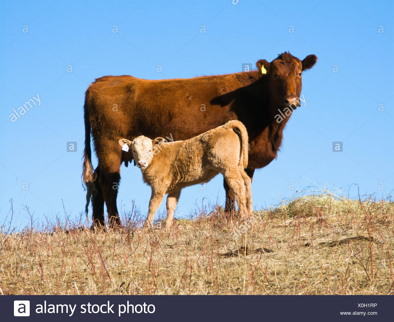 Red Angus Charolais Cross Cow High Resolution Stock Photography and ...