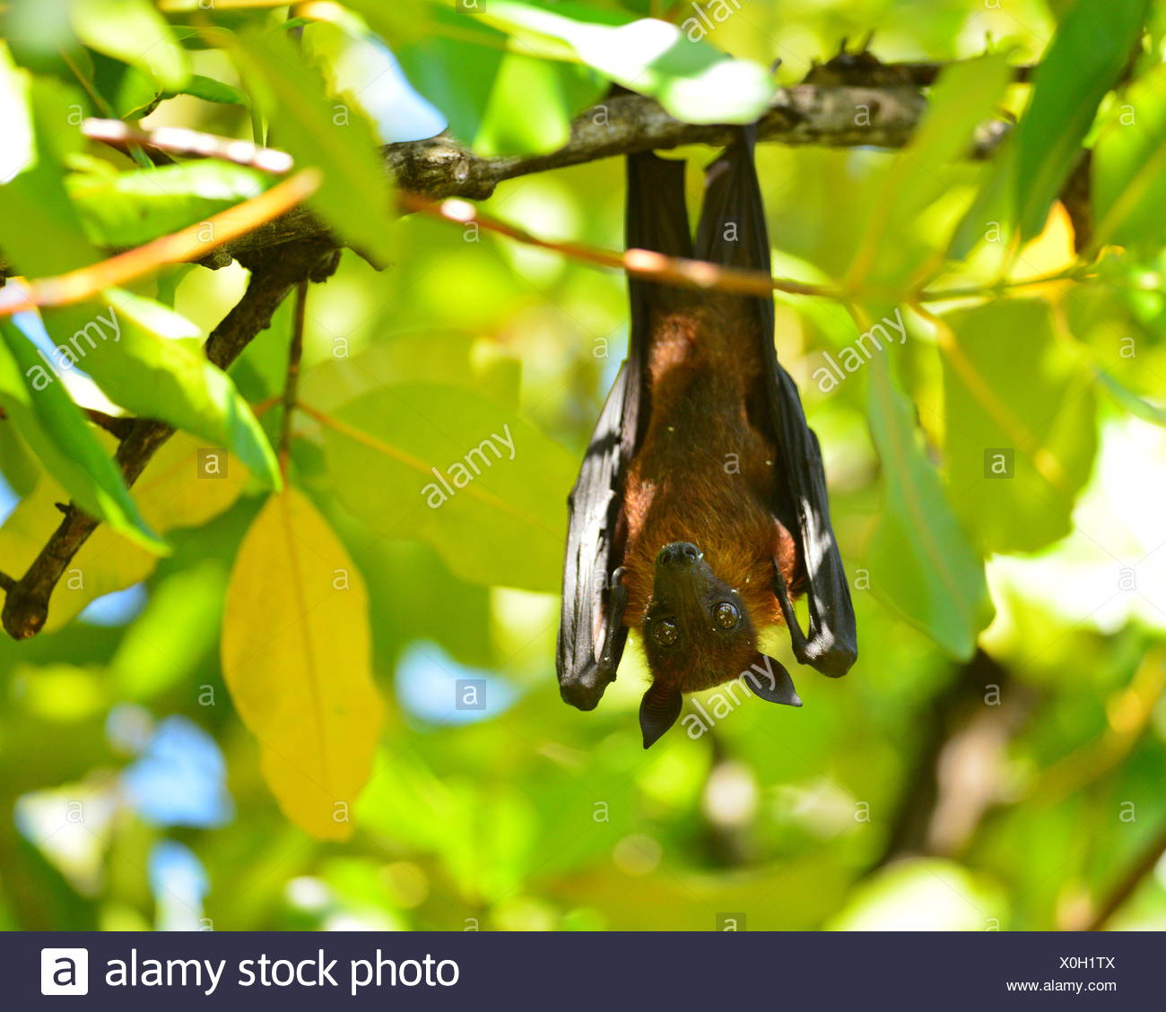 Flying Fox Bat Hanging Tree High Resolution Stock Photography and ...