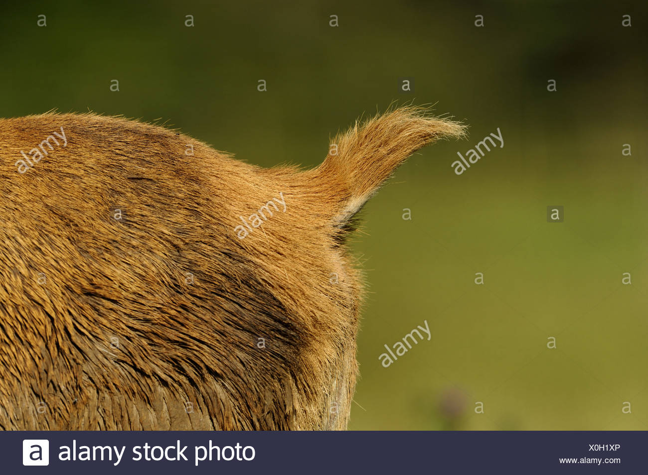 Short Tail Stock Photos & Short Tail Stock Images - Alamy