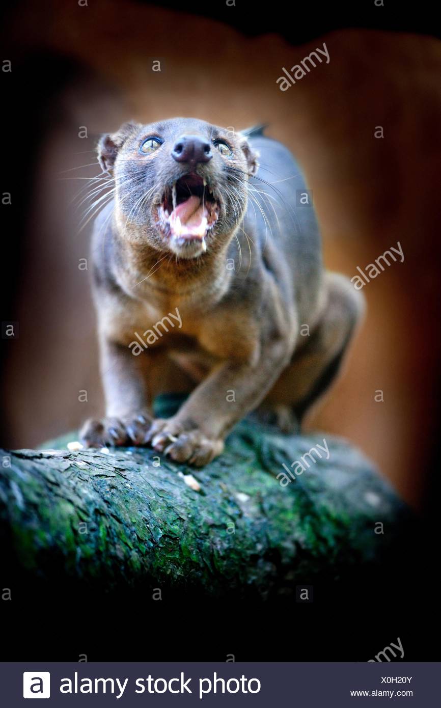 Fossa High Resolution Stock Photography and Images - Alamy