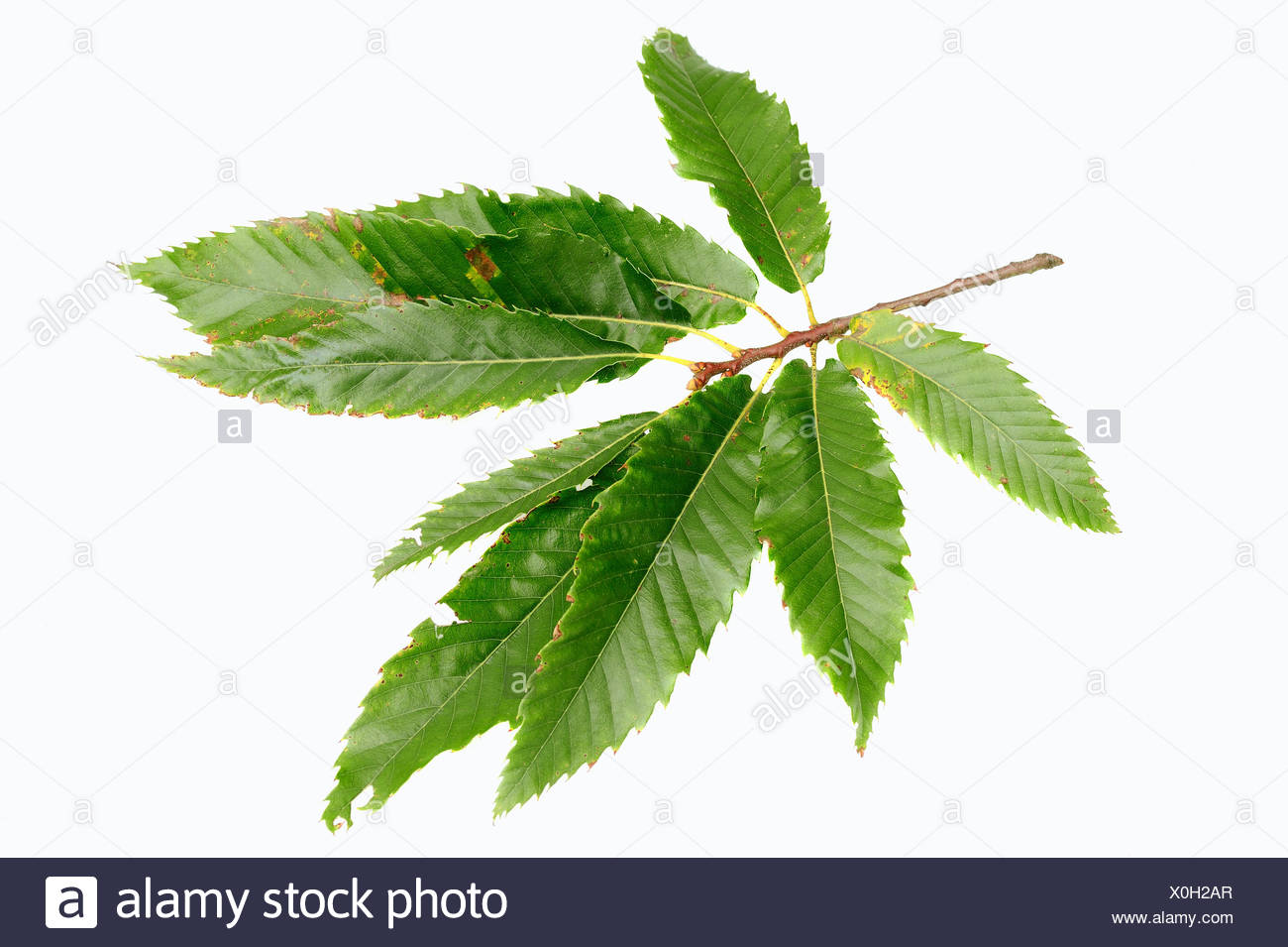 Castanea Sativa Leaves High Resolution Stock Photography and Images - Alamy